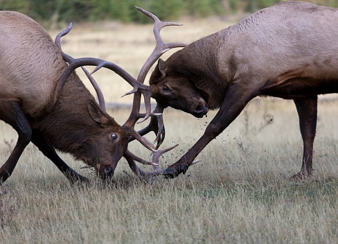 What is the elk rut in Estes Park? | Rocky Mountain Resorts