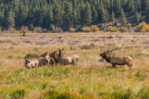 What is the elk rut in Estes Park? | Rocky Mountain Resorts